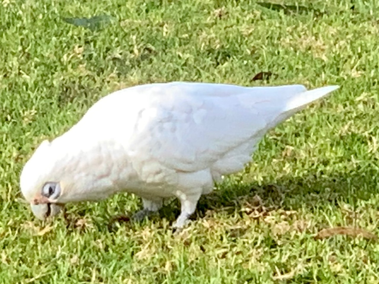 Cacatua sanguinea gymnopis P.L.Sclater, 1871