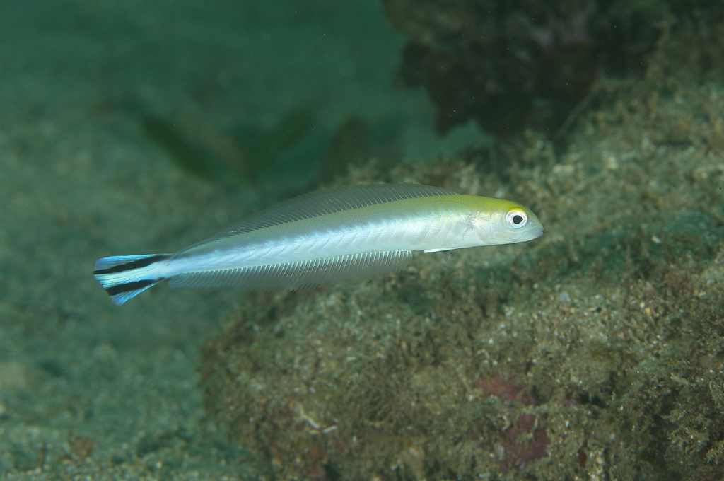 Flagtail Blanquillo from Northern Beaches Council, NSW, Australia on ...