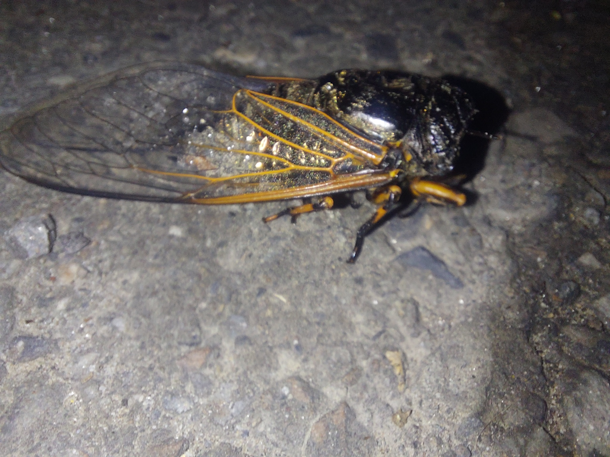 Cryptotympana atrata (Fabricius, 1775)