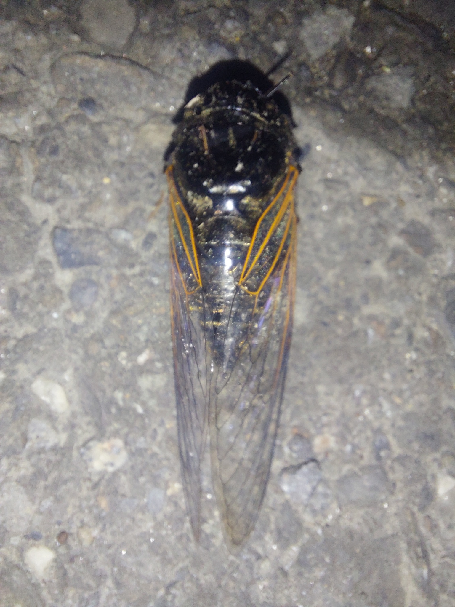 Cryptotympana atrata (Fabricius, 1775)