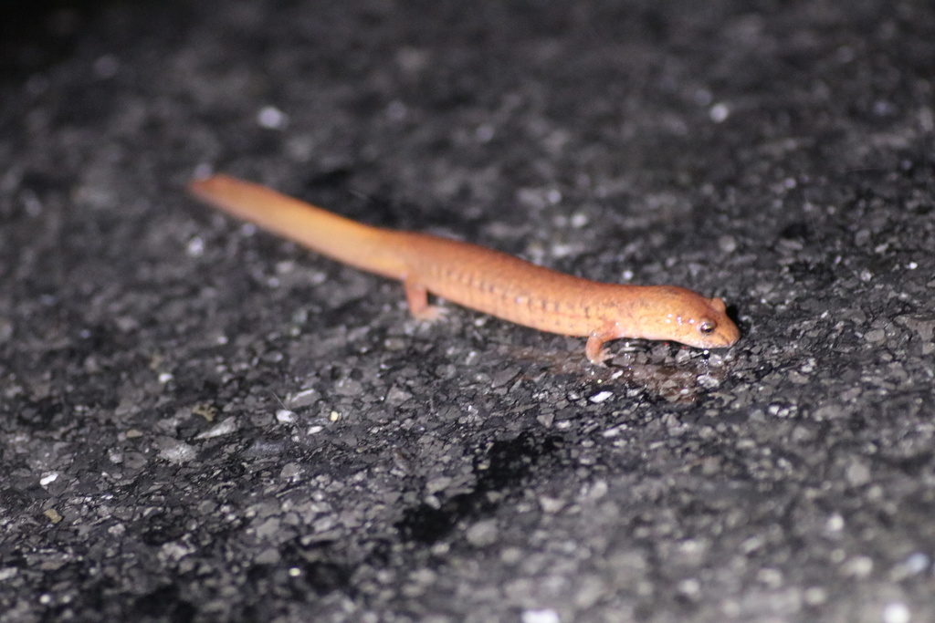 Spring Salamander in April 2022 by kclinevell · iNaturalist