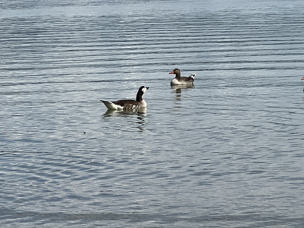 Ducks, Geese, and Swans from Ammersee, Bayern, DE on June 06, 2022 at ...