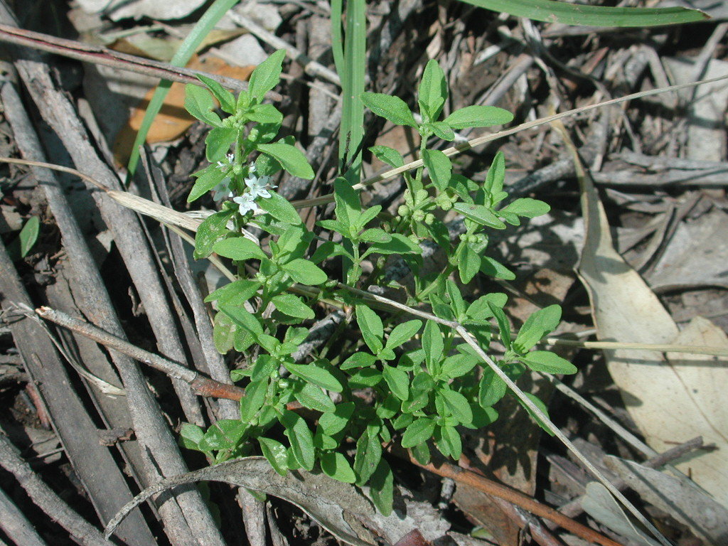 native mint (Logan RE 12.5.3a Flora) · iNaturalist