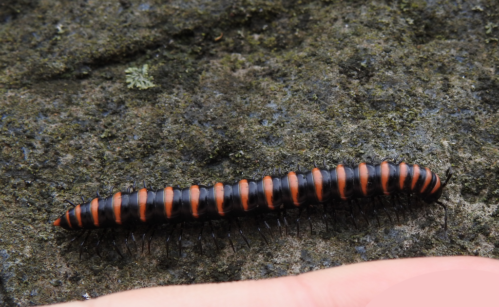 Round-backed Millipedes from 中国武汉市黄陂区木兰山 邮政编码: 430317 on March 26, 2022 ...