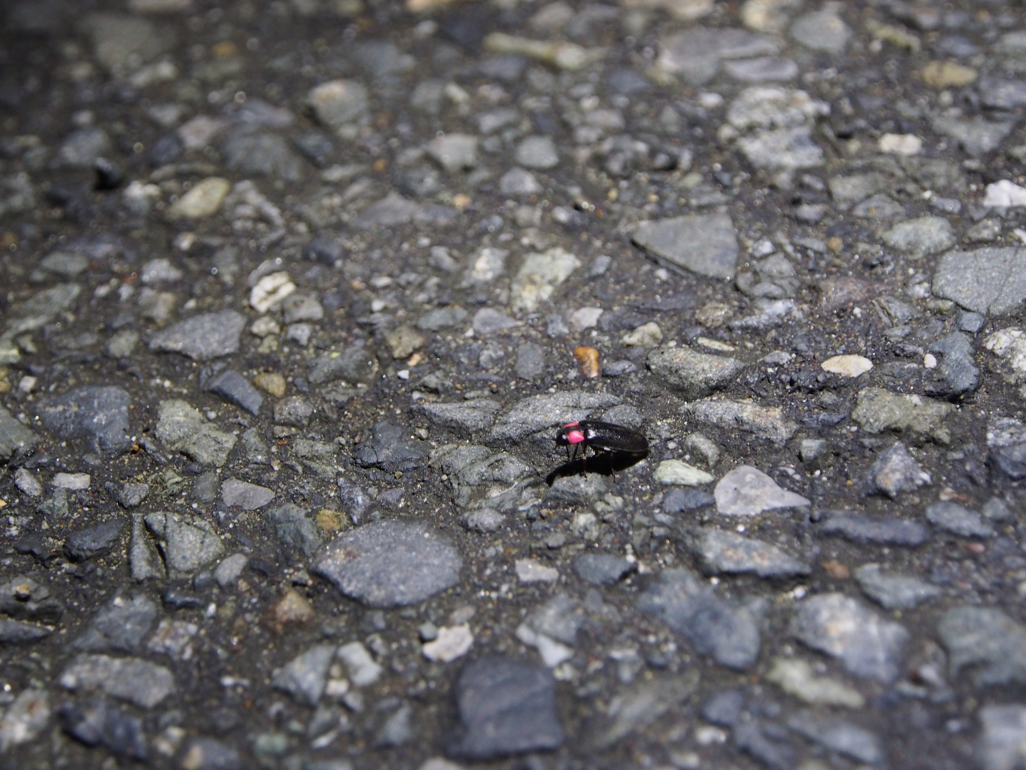 Aquatica lateralis (Motschulsky, 1860)