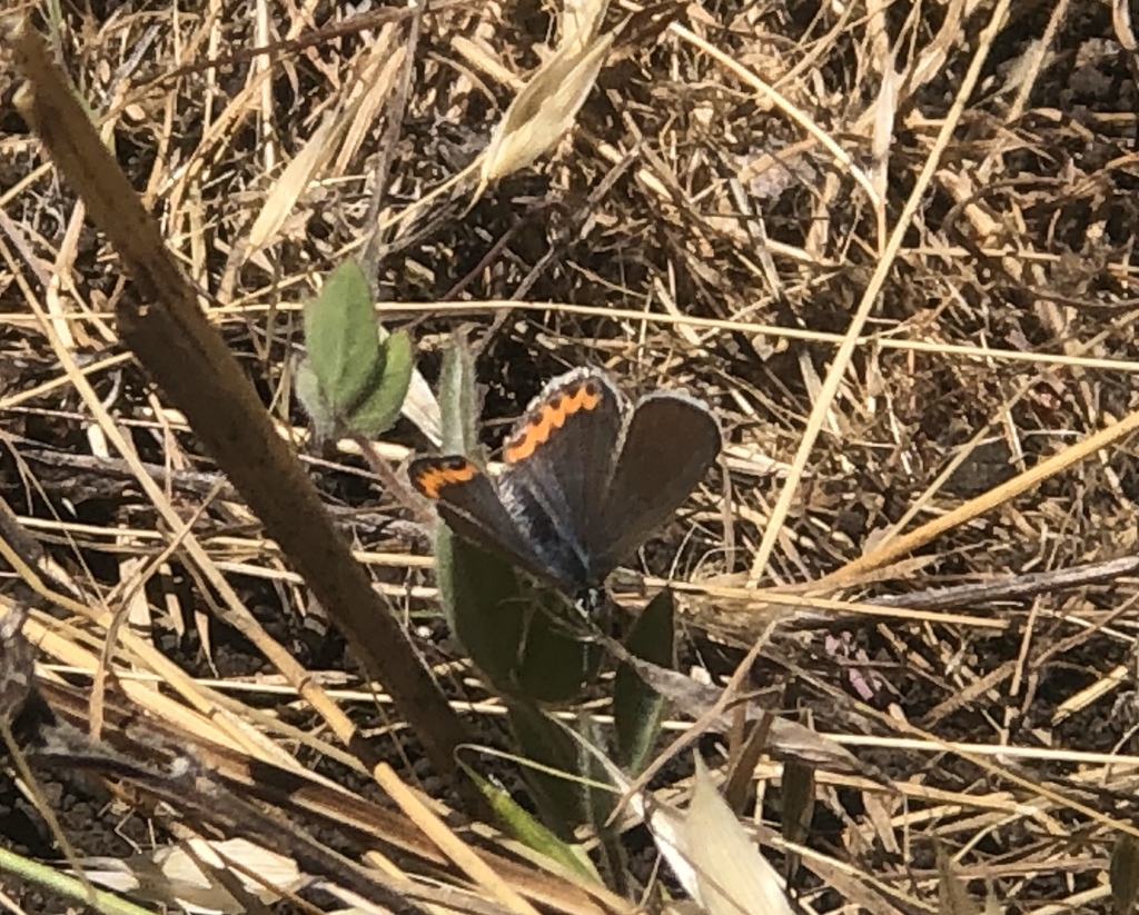 Acmon Blue in June 2022 by gdeantoni · iNaturalist