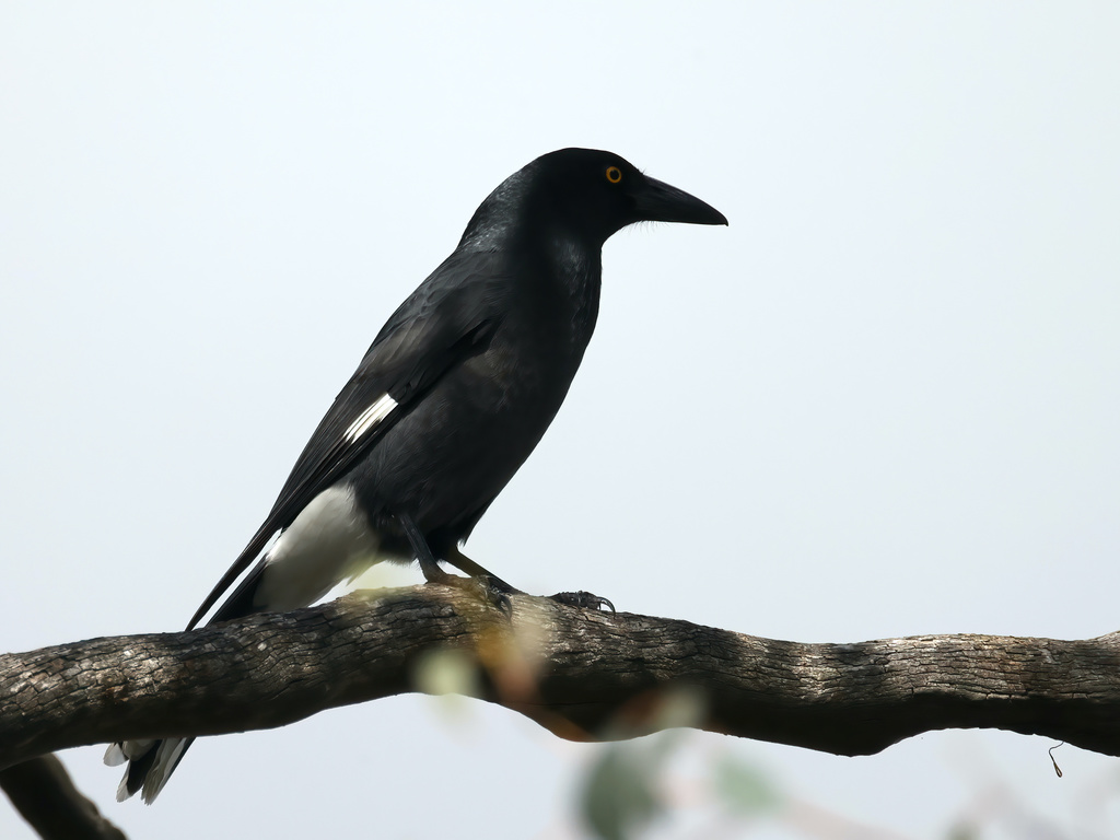 Pied Currawong from Bellmount Forest NSW 2581, Australia on May 16 ...