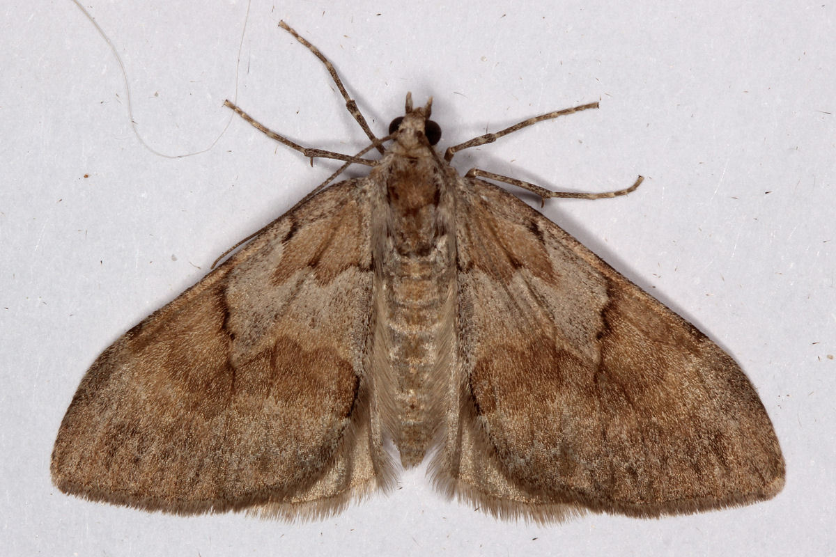 Pennithera firmata (Hübner)