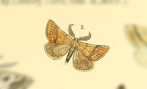 Iron Red Cape Moth (Proutiana ferrorubrata) · iNaturalist