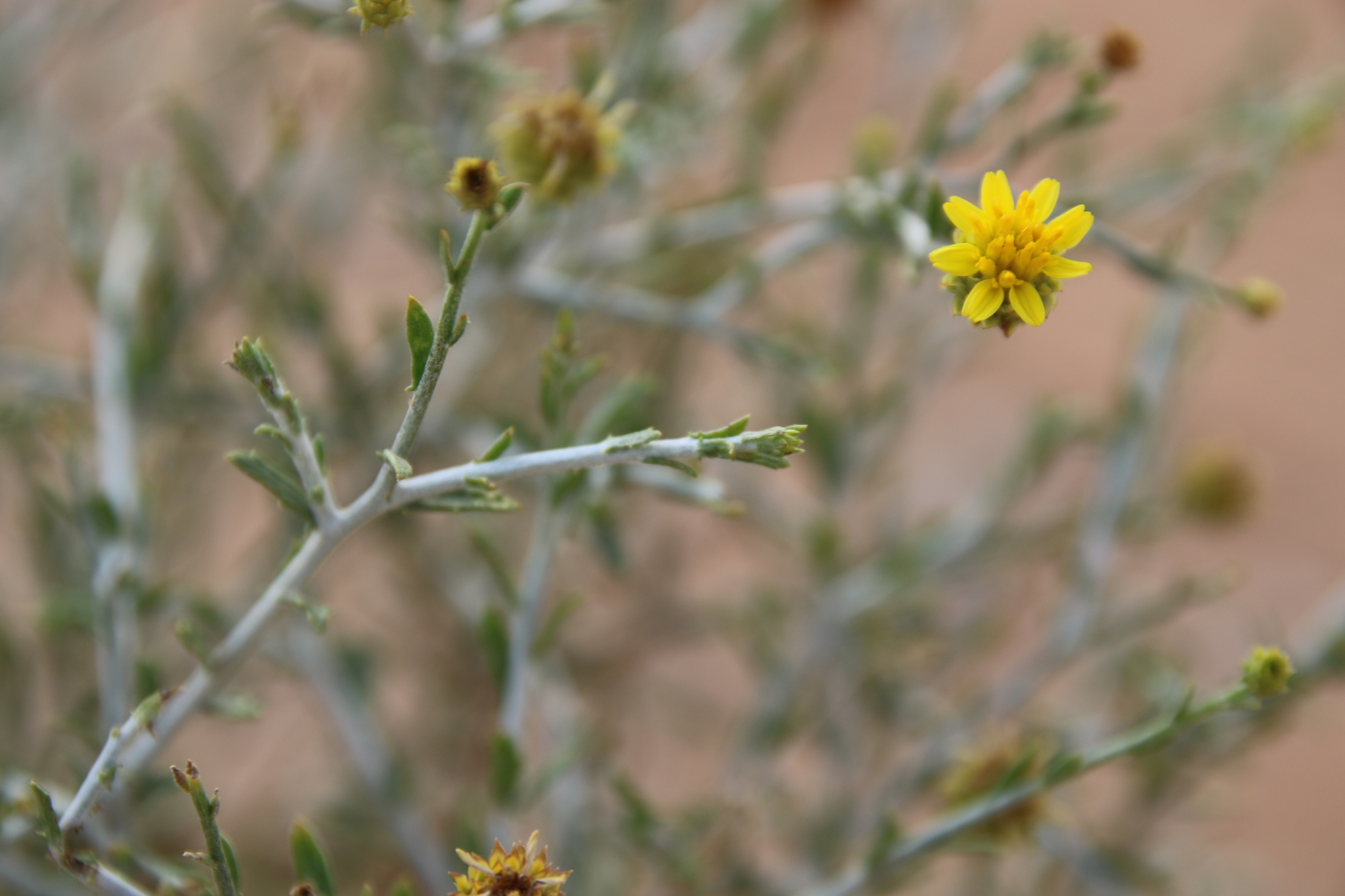 Rhanterium epapposum Oliv.