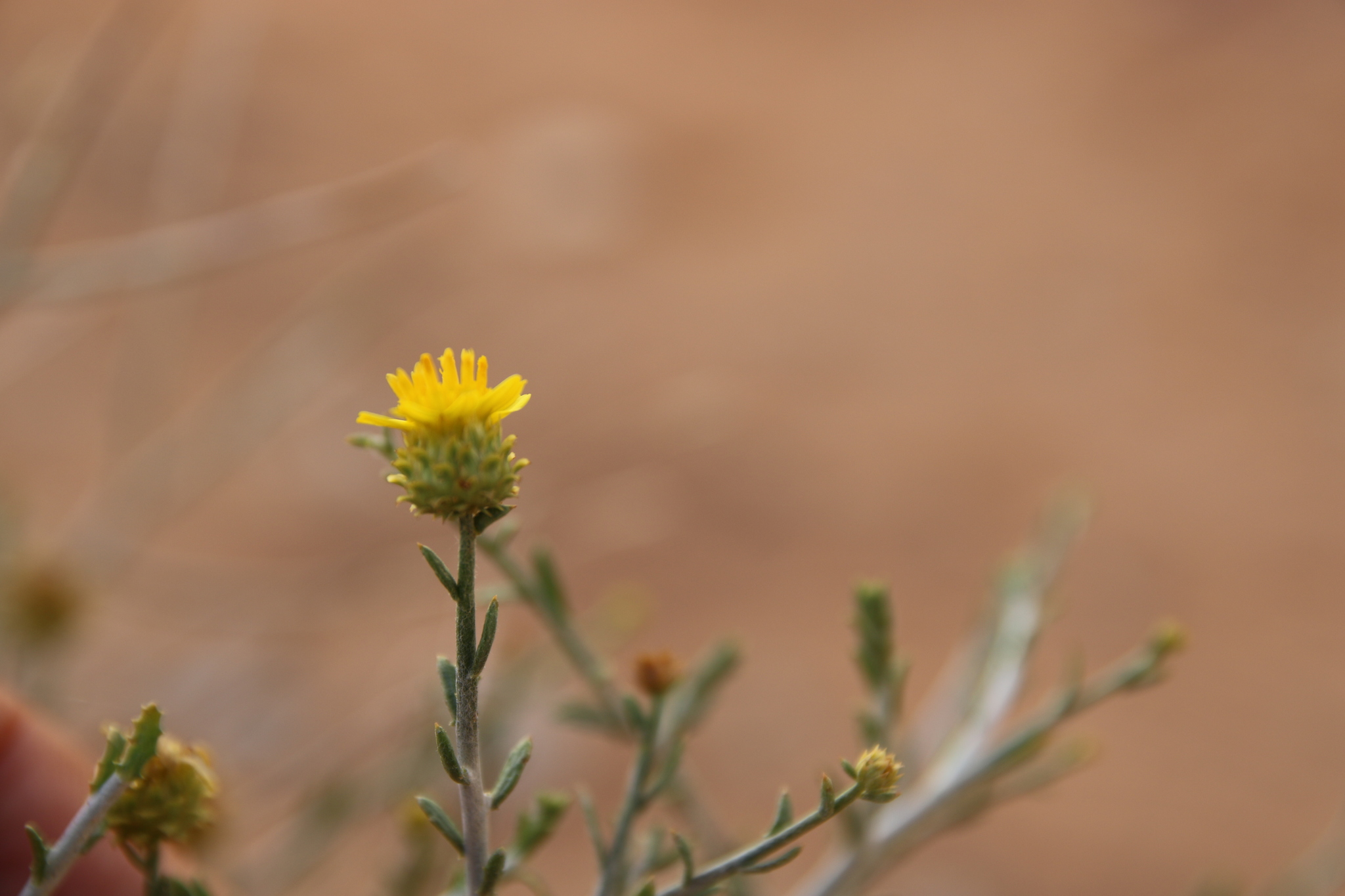 Rhanterium epapposum Oliv.