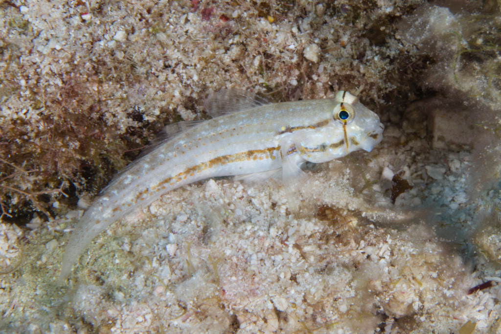 Goldspot Goby (Gnatholepis thompsoni) - Marine Life Identification