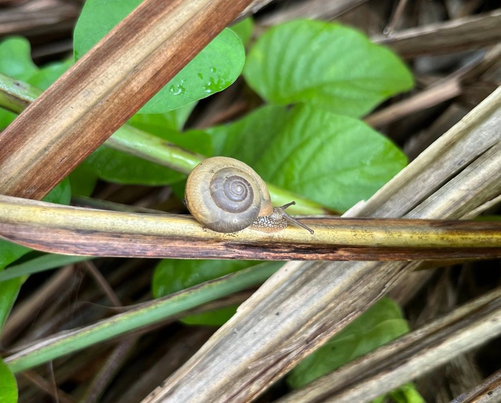 Asian Tramp Snail from Kaohsiung, Kaohsiung, Taiwan on June 7, 2022 at ...