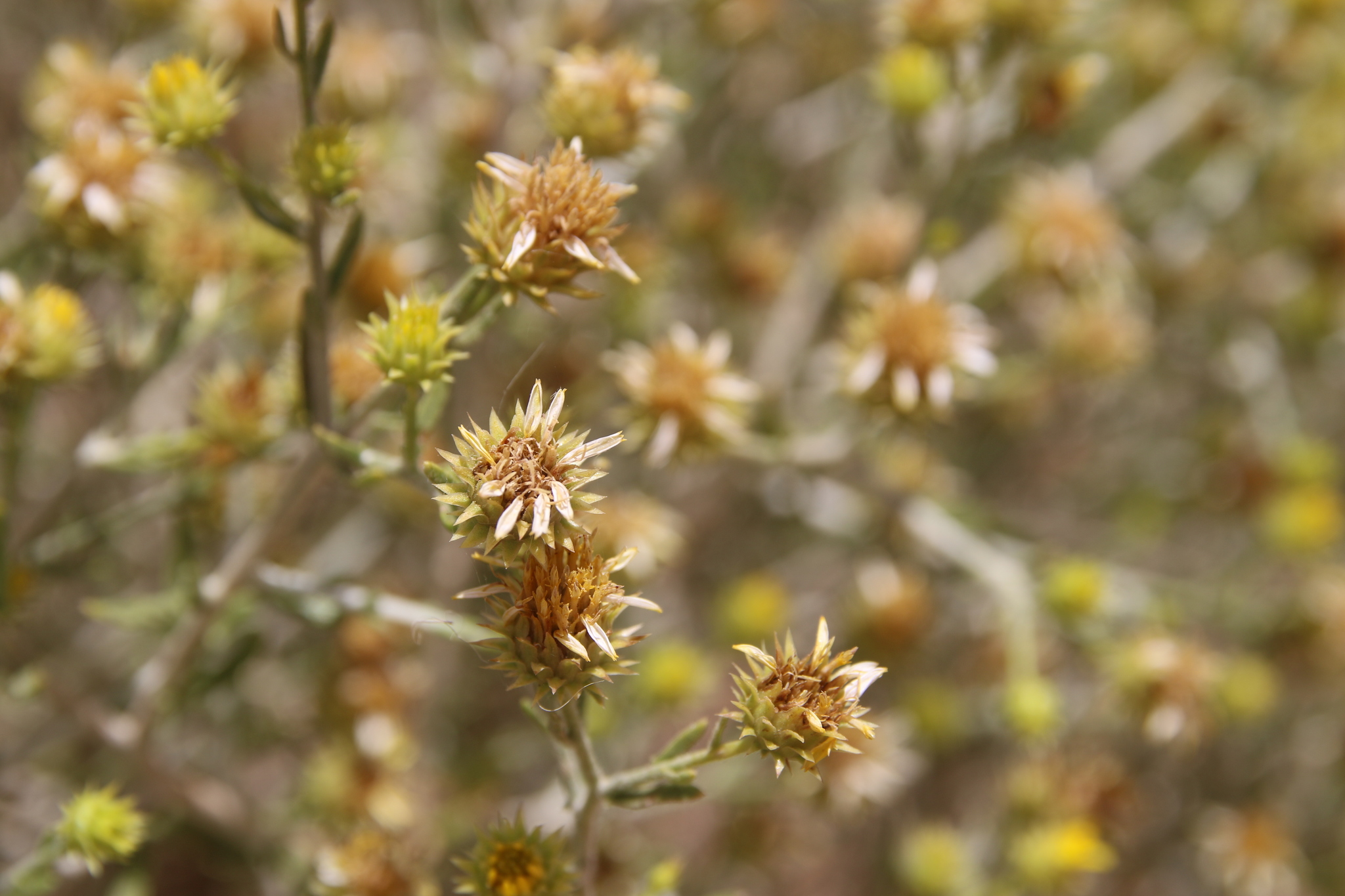 Rhanterium epapposum Oliv.