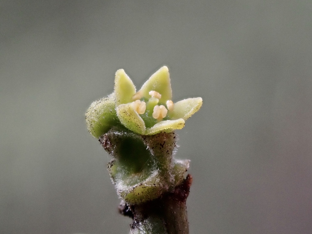 Leafless Ballart (Exocarpos aphyllus) - Botanical Realm