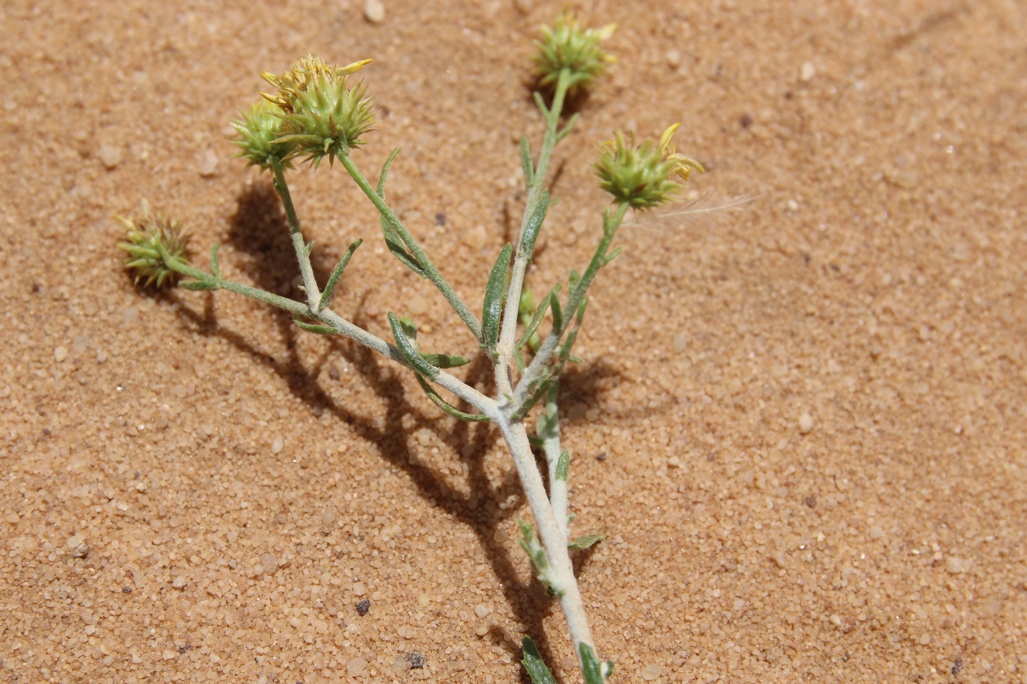 Rhanterium epapposum Oliv.