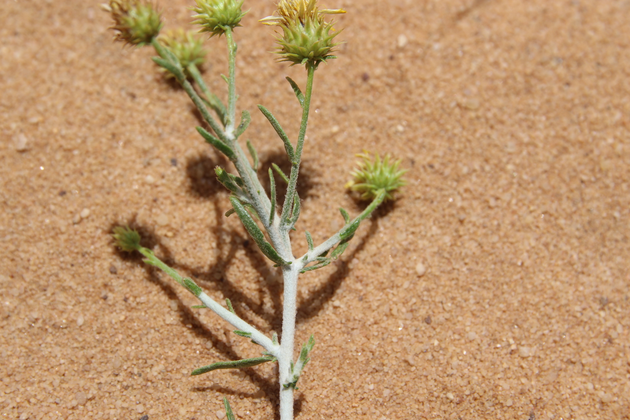 Rhanterium epapposum Oliv.