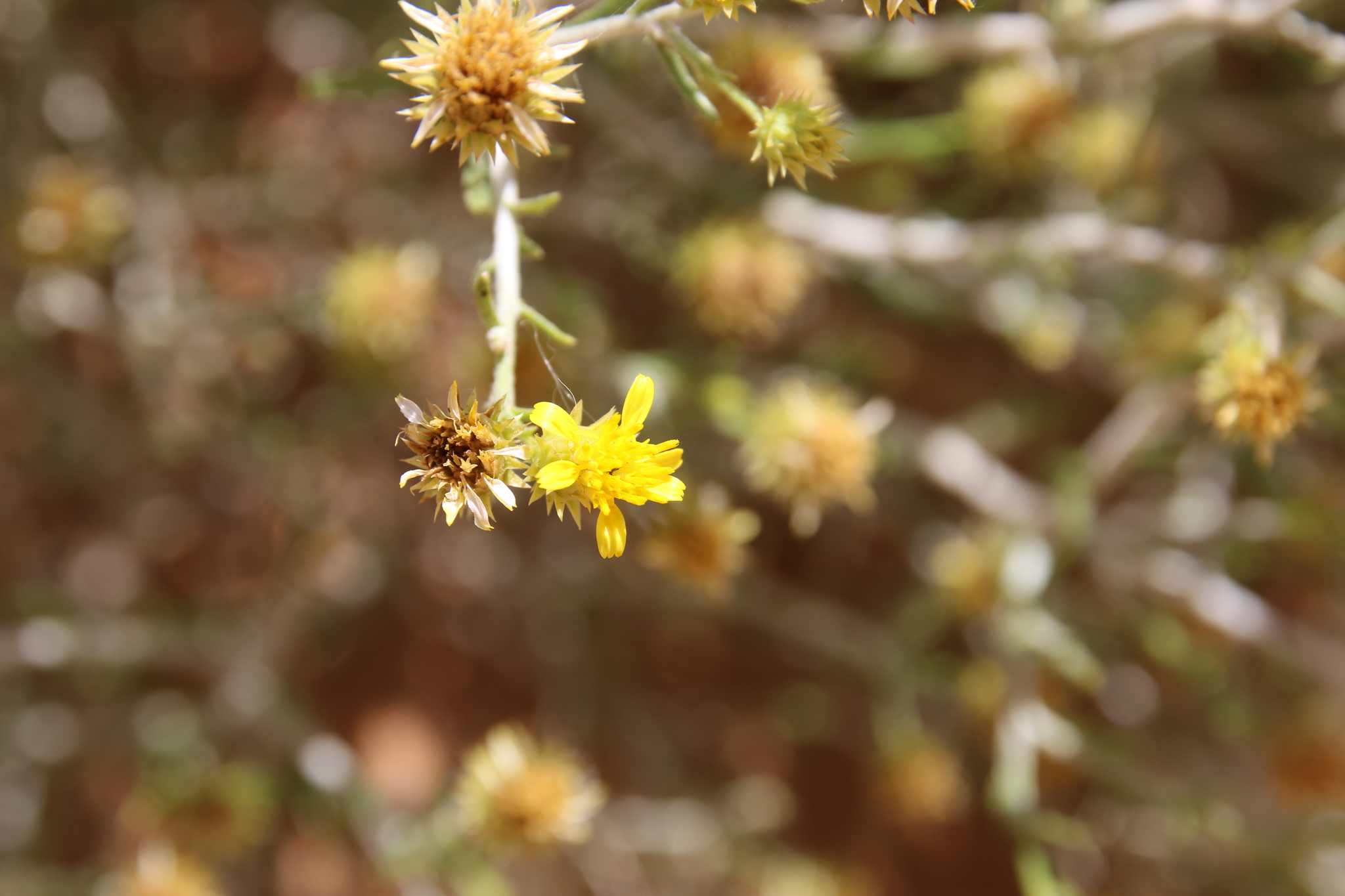 Rhanterium epapposum Oliv.