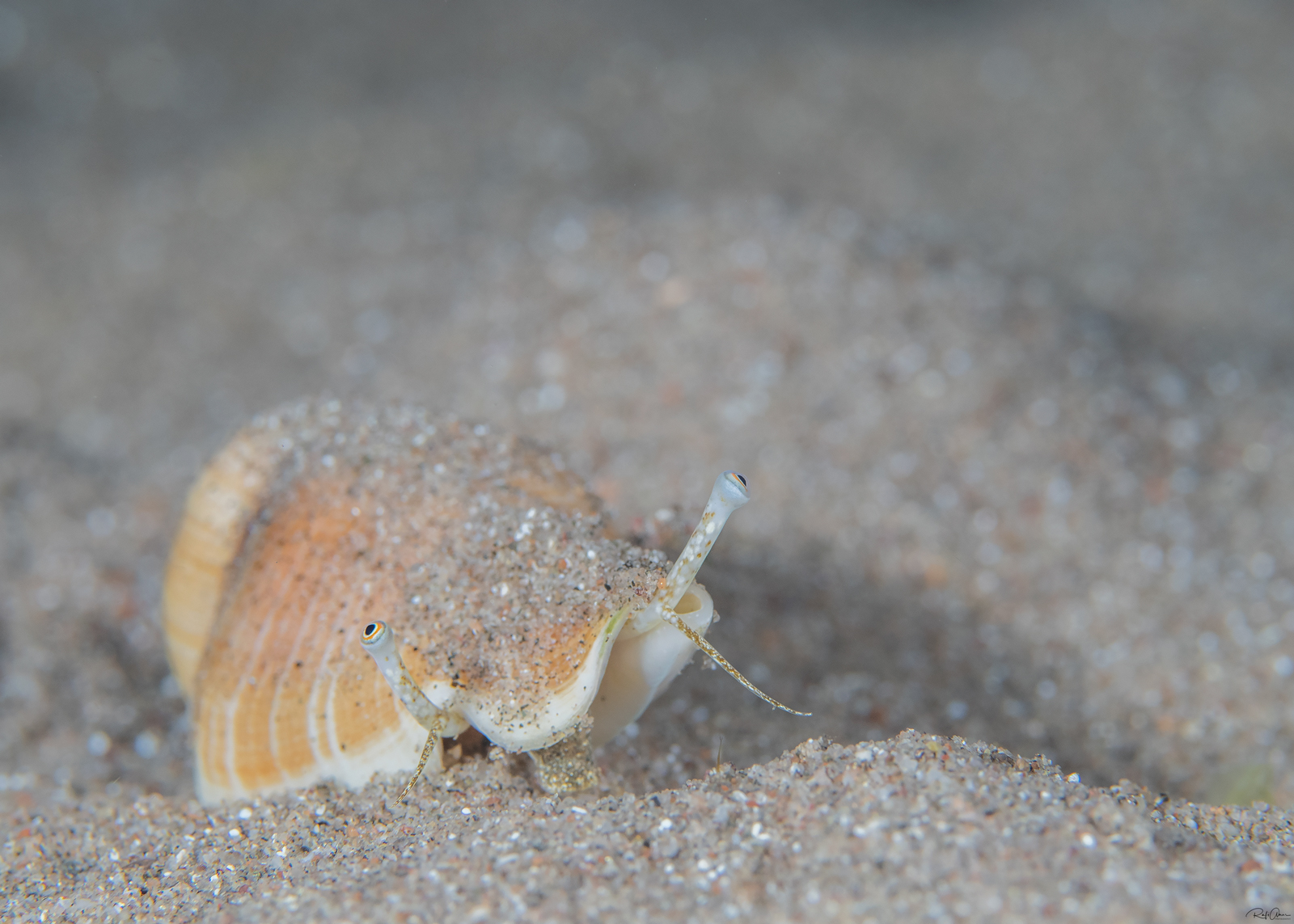 Gibberulus gibberulus (Linnaeus, 1758)
