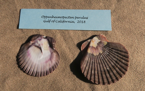 Euvola perula · iNaturalist