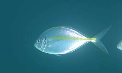 Silver Trevally (Fishes of Cabbage Tree Bay Aquatic Reserve, Sydney ...
