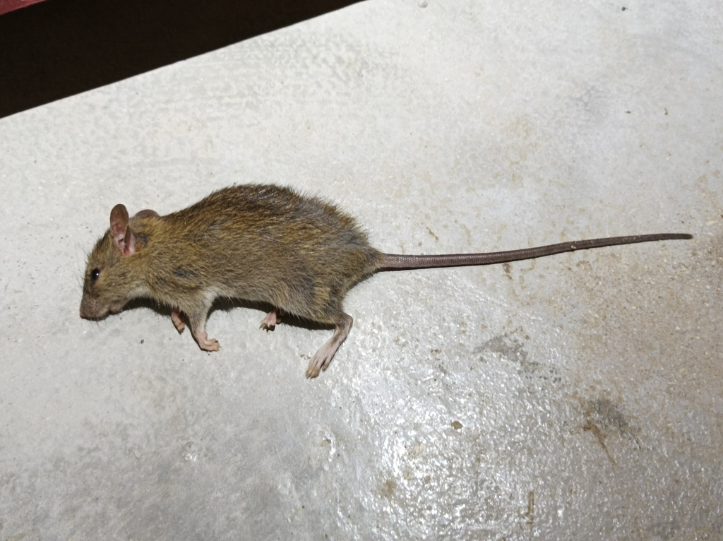 Polynesian Rat from B.P. 12, Lowanatom, Vanuatu on June 07, 2022 at 08: ...