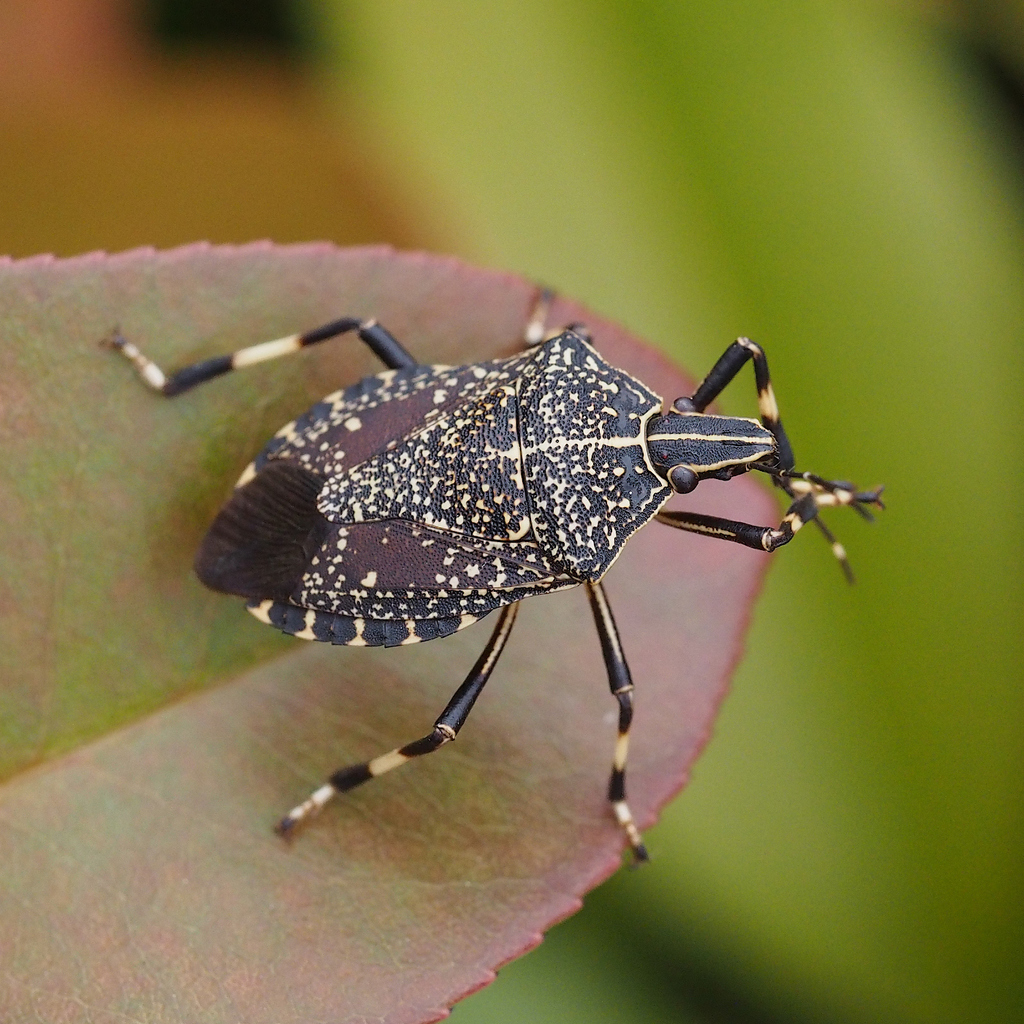 Yellow-spotted Stink Bug from Higashinaruse, Isehara, Kanagawa 259-1117 ...