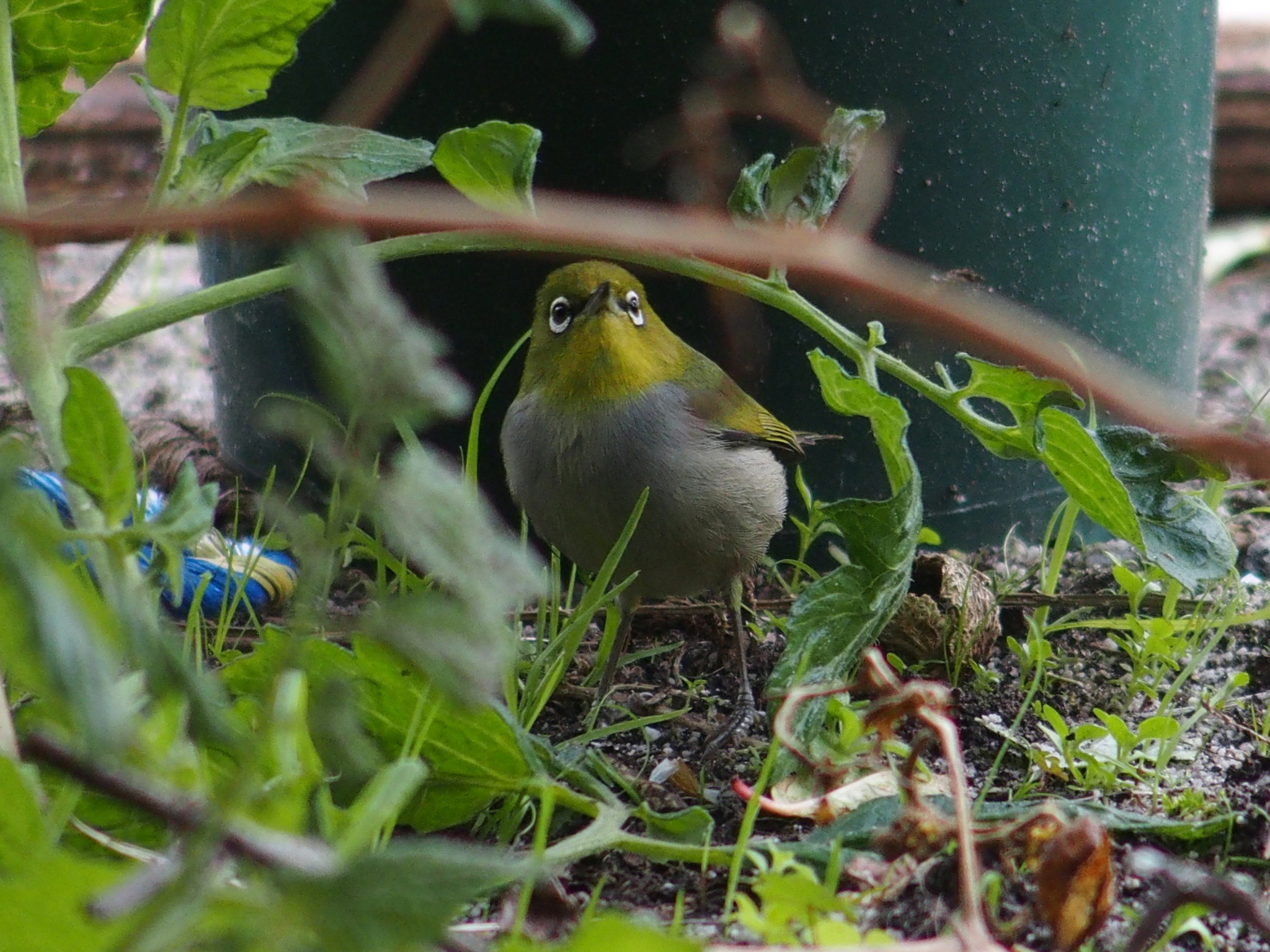 Zosterops lateralis chloronotus Gould, 1841