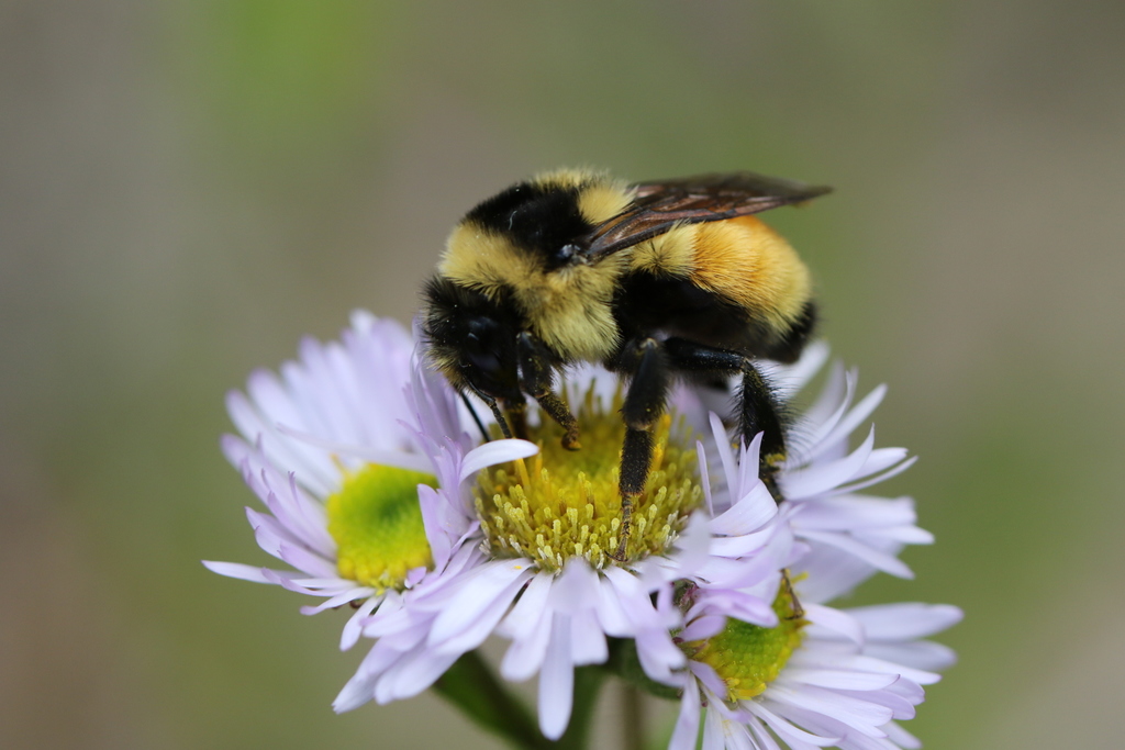 Tricolored Bumble Bee (Seney and the Surrounding Areas Pollinators ...