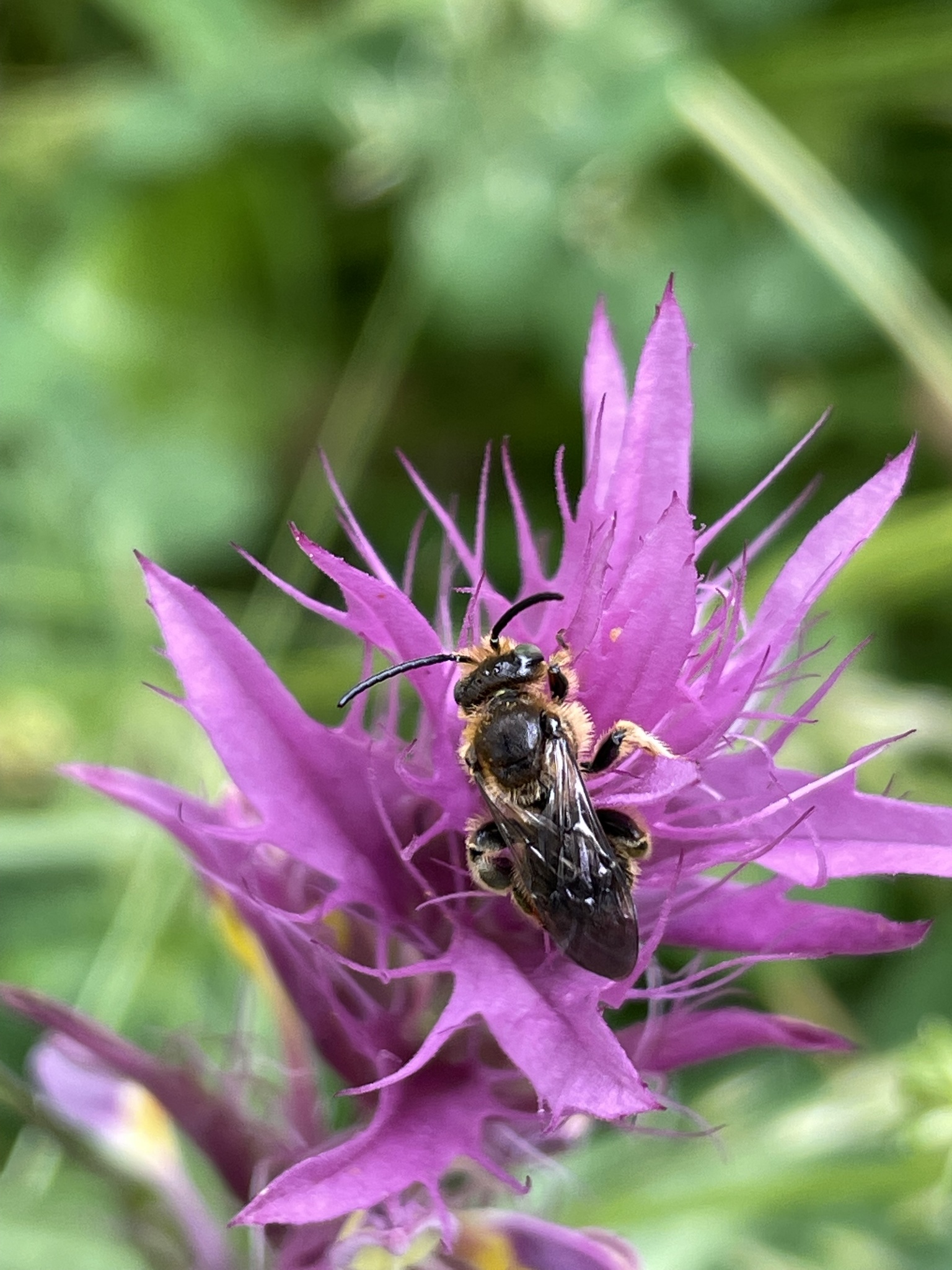 Macropis Panzer, 1809