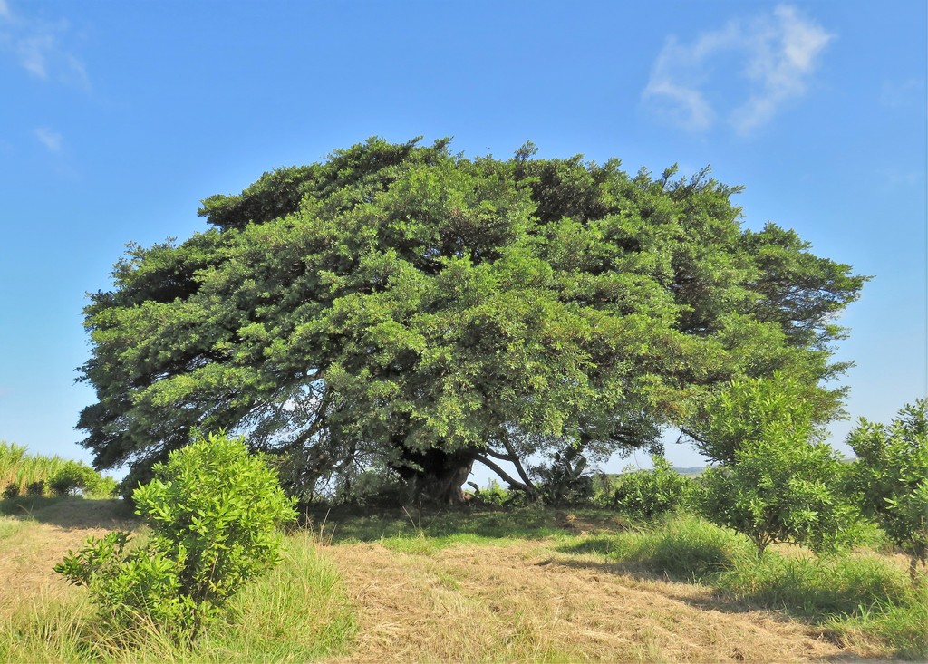 Natal fig (Ficus natalensis) - Botanical Realm
