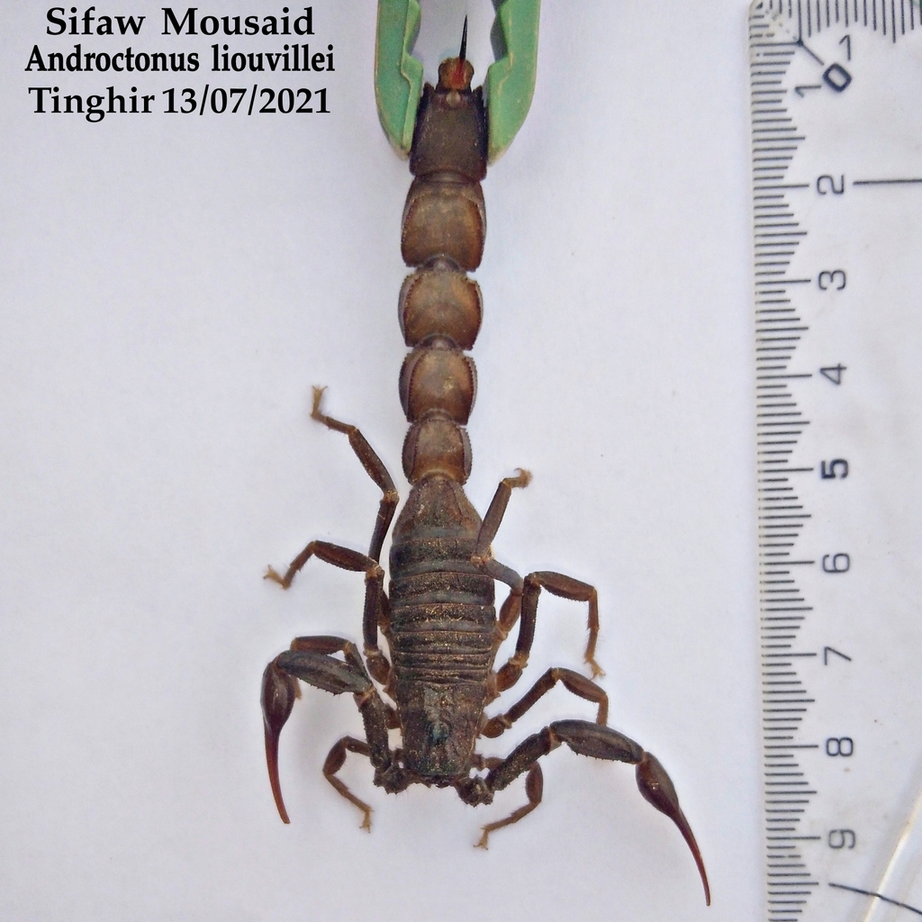 Moroccan Fat-tailed Scorpion from Achdad, Maroc on July 13, 2021 at 07: ...