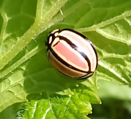 Cheilomenes aurora · iNaturalist