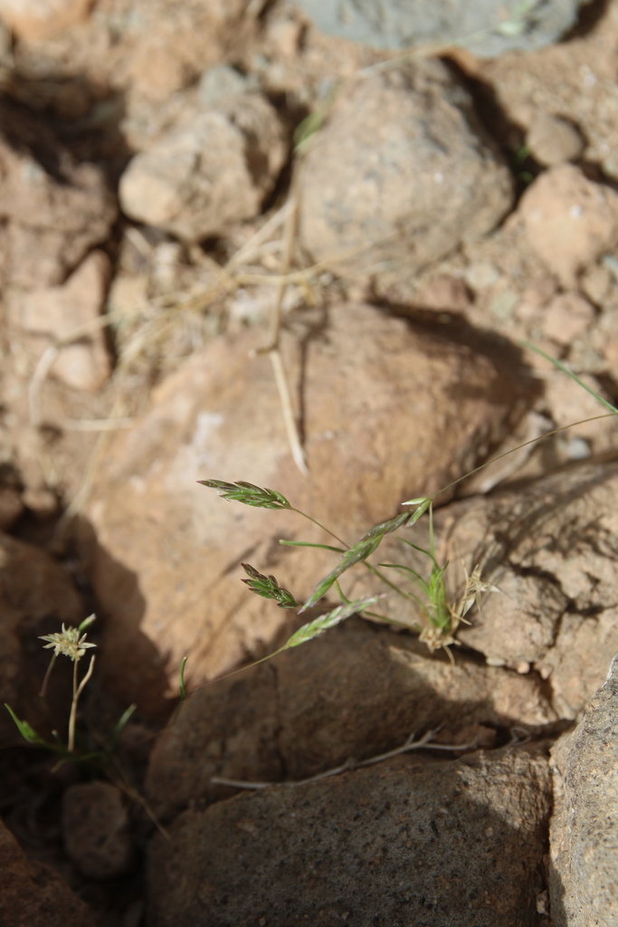 Arabian grass from Al Hait Arabie saoudite on May 14, 2022 at 02:43 PM ...
