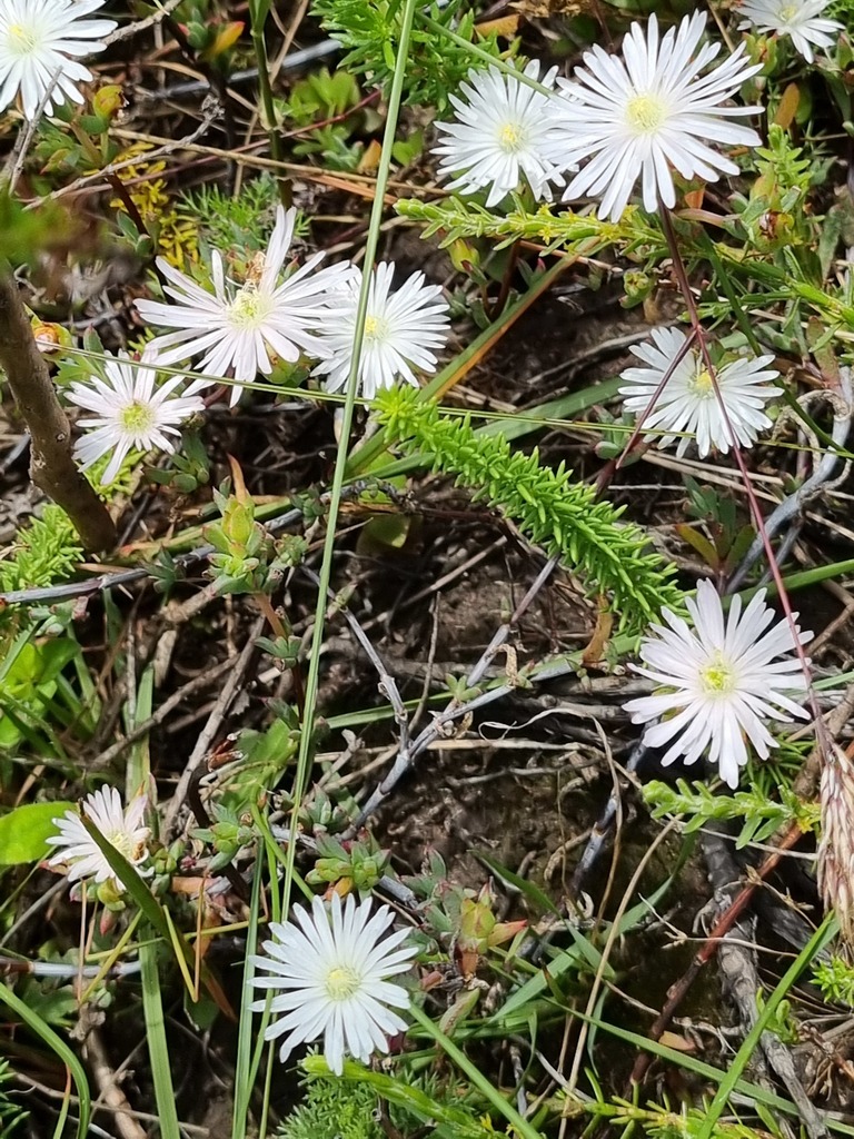 Lampranthus deflexus from Western District, South Africa on December 10 ...