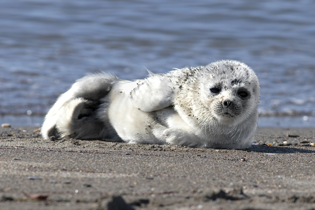 Ringed Seal and allies (Pusa) - Know Your Mammals
