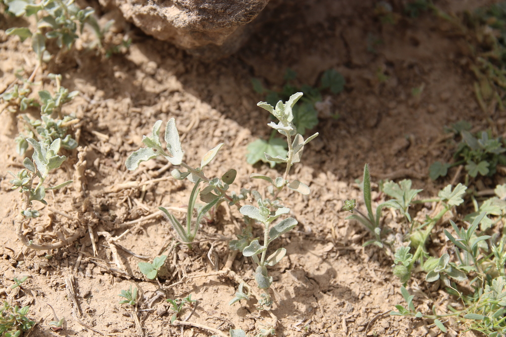 Atriplex turcomanica from Al Hait Arabie saoudite on May 14, 2022 at 03 ...