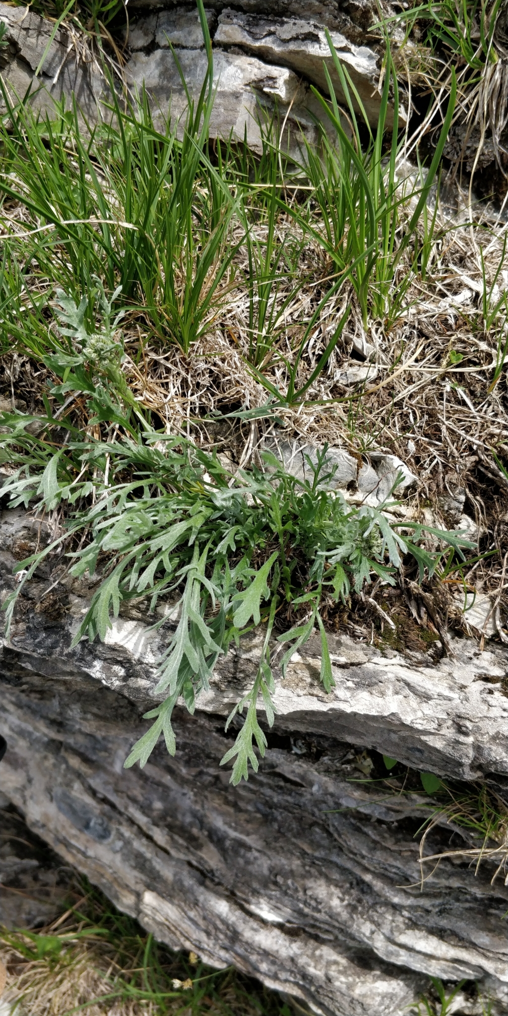 Achillea clavennae L.