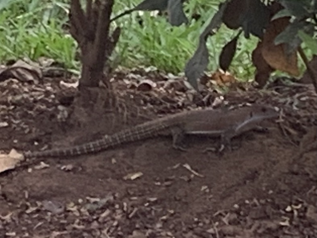 Rough-scaled Plated Lizard from Morogoro Hotel Road, Morogoro, Morogoro ...