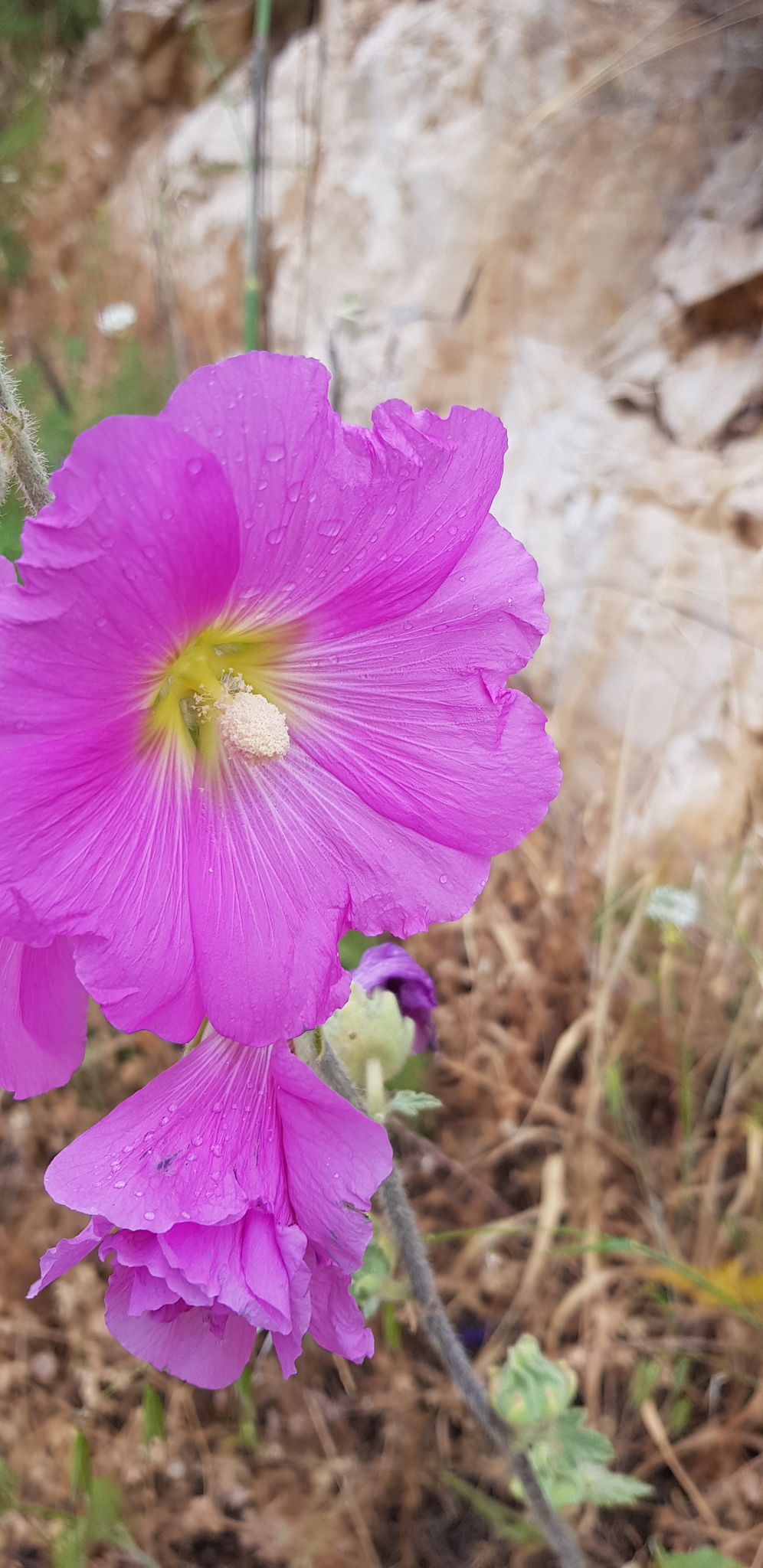Alcea setosa (Boiss.) Alef.