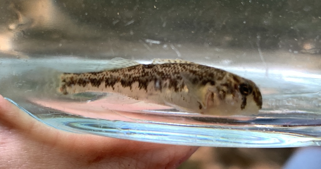 Tennessee Snubnose Darter in June 2022 by Bert Harris · iNaturalist