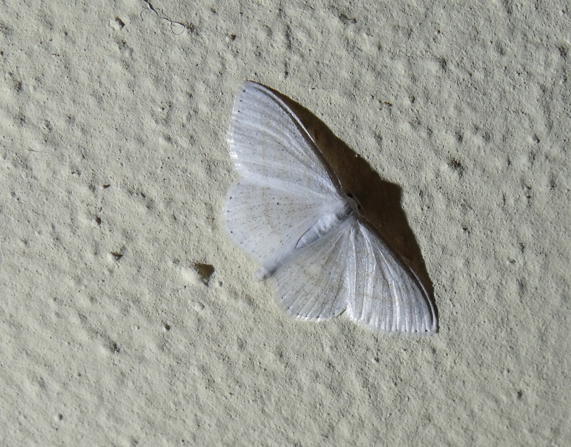 Scopula subpunctaria (Herrich-Schäffer, 1847)