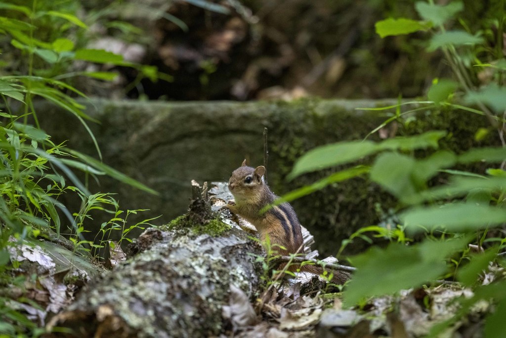 Eastern Chipmunk from Monroe County, IN, USA on June 05, 2022 at 04:29 ...