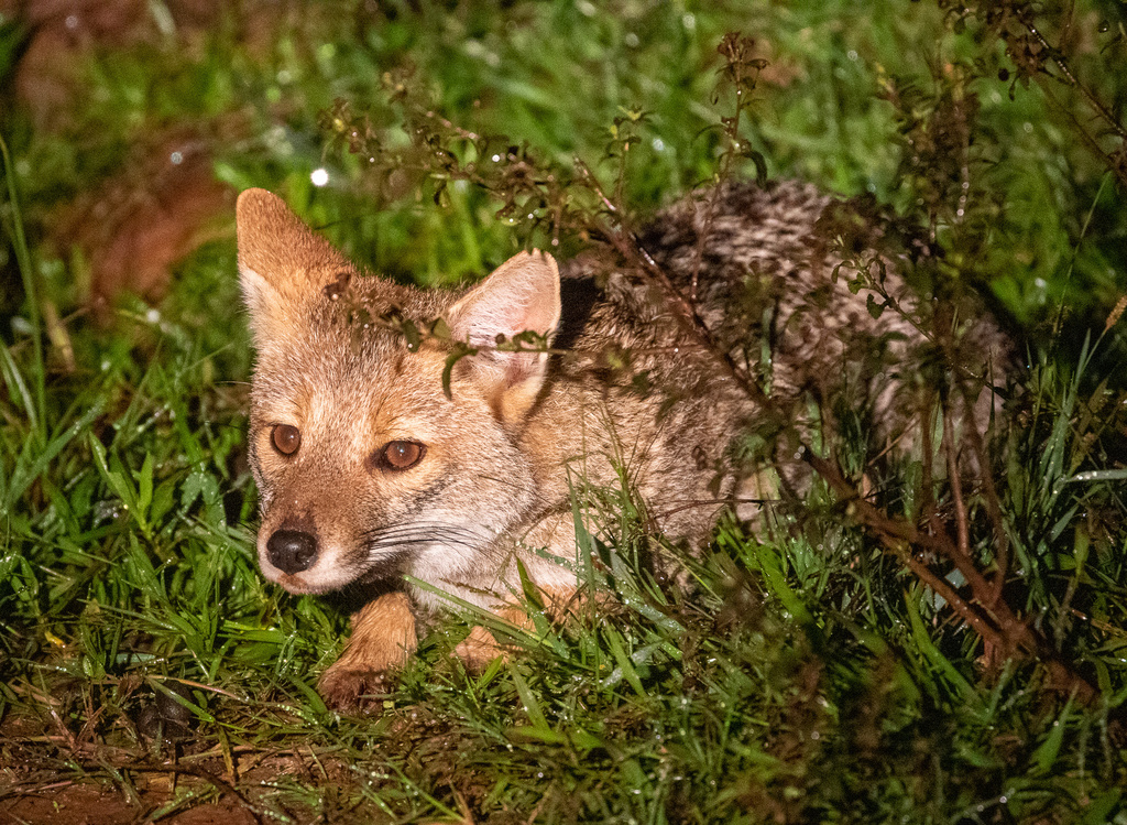 Pampas Fox from Mercedes, Mercedes, Corrientes, AR on June 6, 2022 at ...