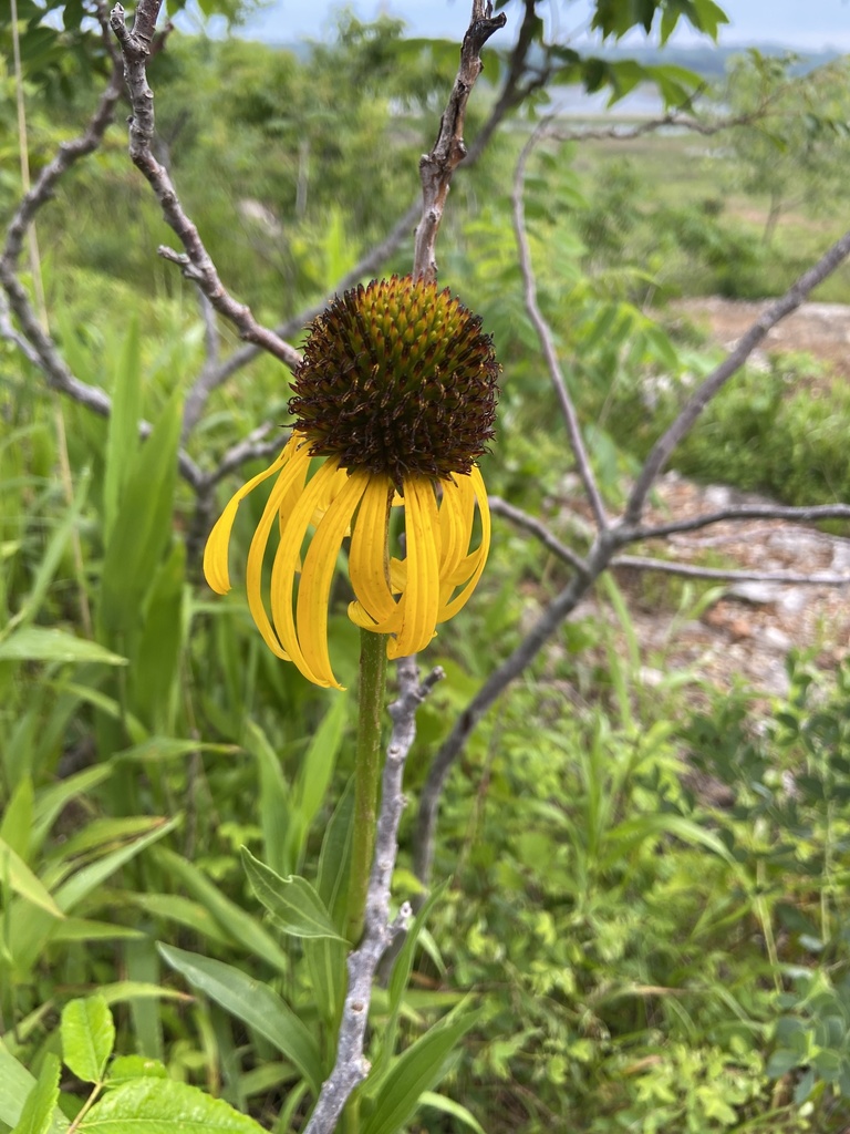 Echinacea paradoxa paradoxa from Hawthorne Rd, Webb City, MO, US on ...