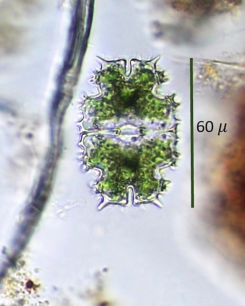 Algaebase Org Search Genus