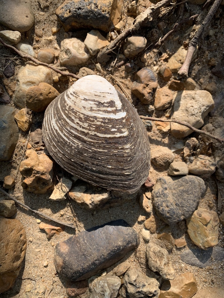 Round Pigtoe from Piedmont, MO, US on May 30, 2022 at 08:18 AM by Caleb ...