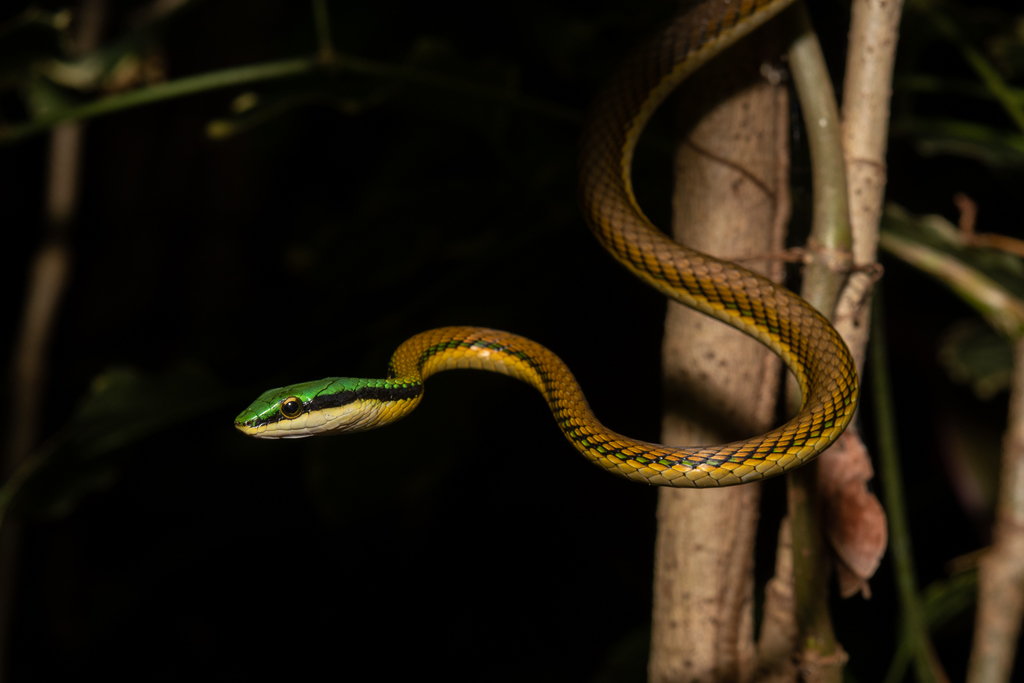 Mexican Parrot Snake (Leptophis mexicanus) - Snakes and Lizards