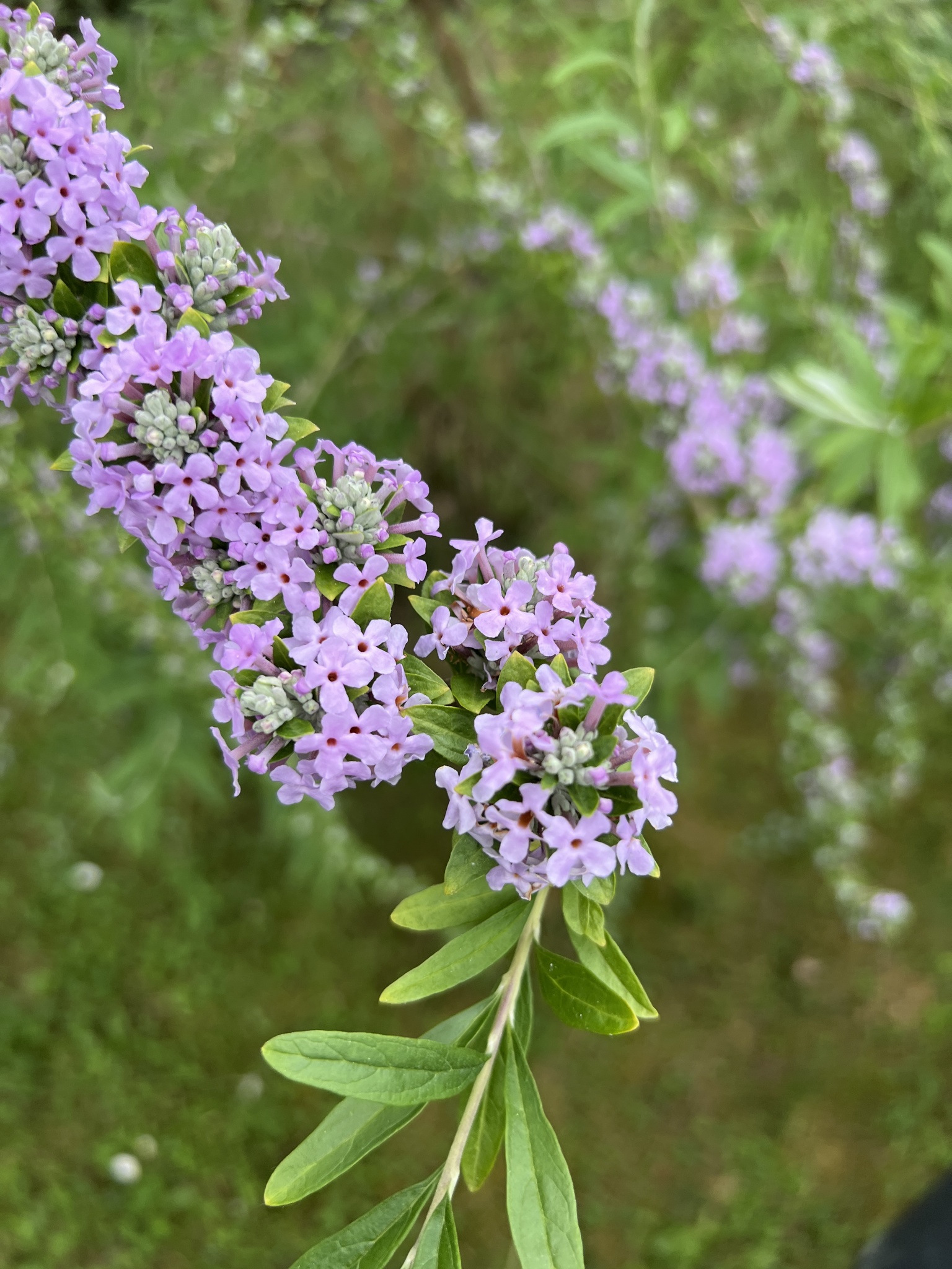 Buddleja alternifolia Maxim.