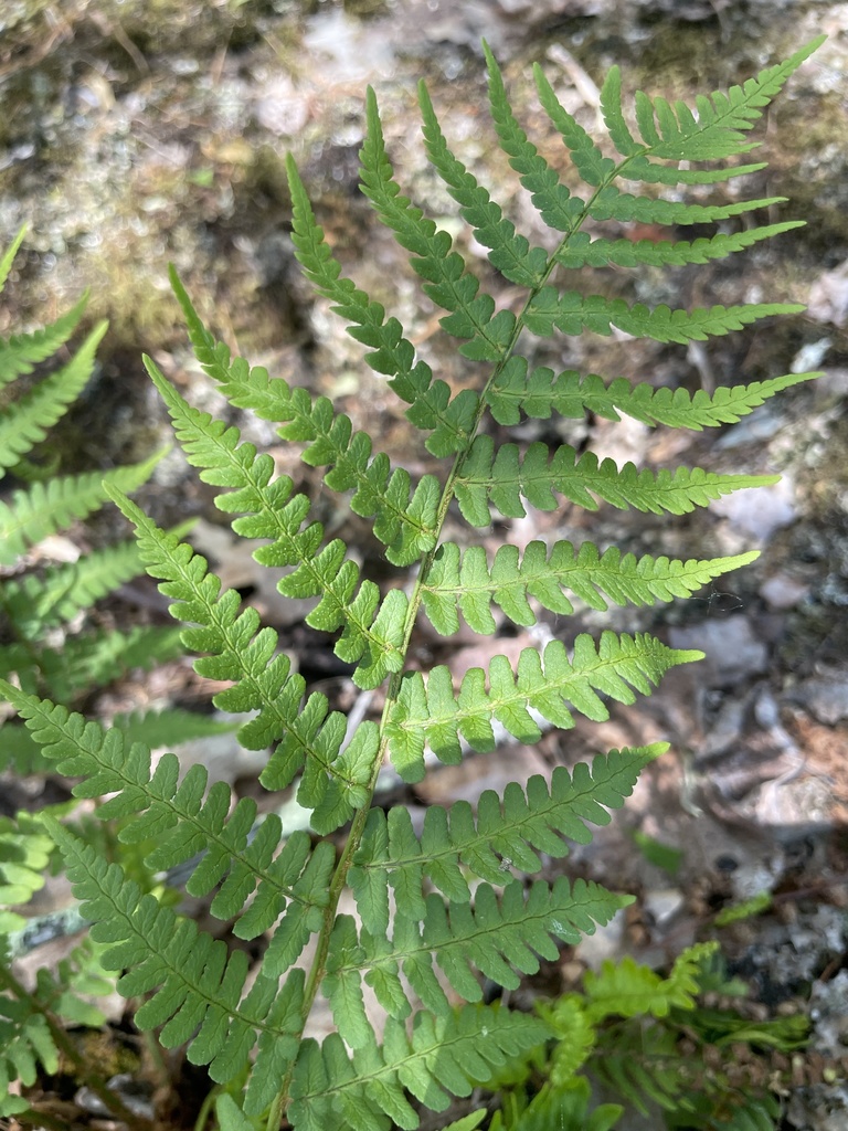 marginal wood fern from West Rutland, VT, US on June 07, 2022 at 10:36 ...